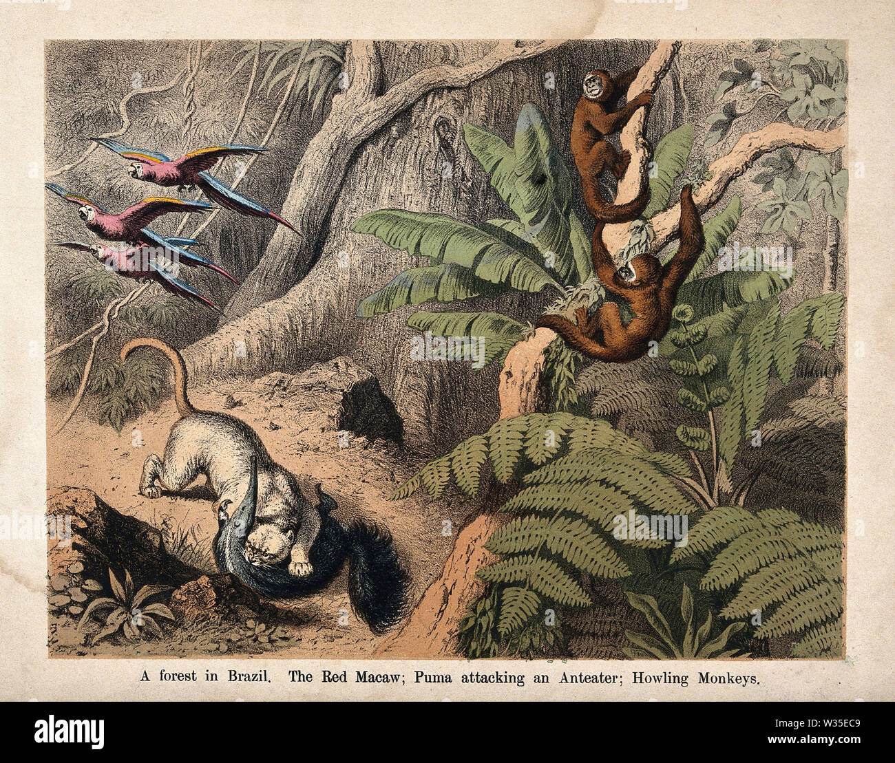 Ant eater head hi-res stock photography and images - Alamy