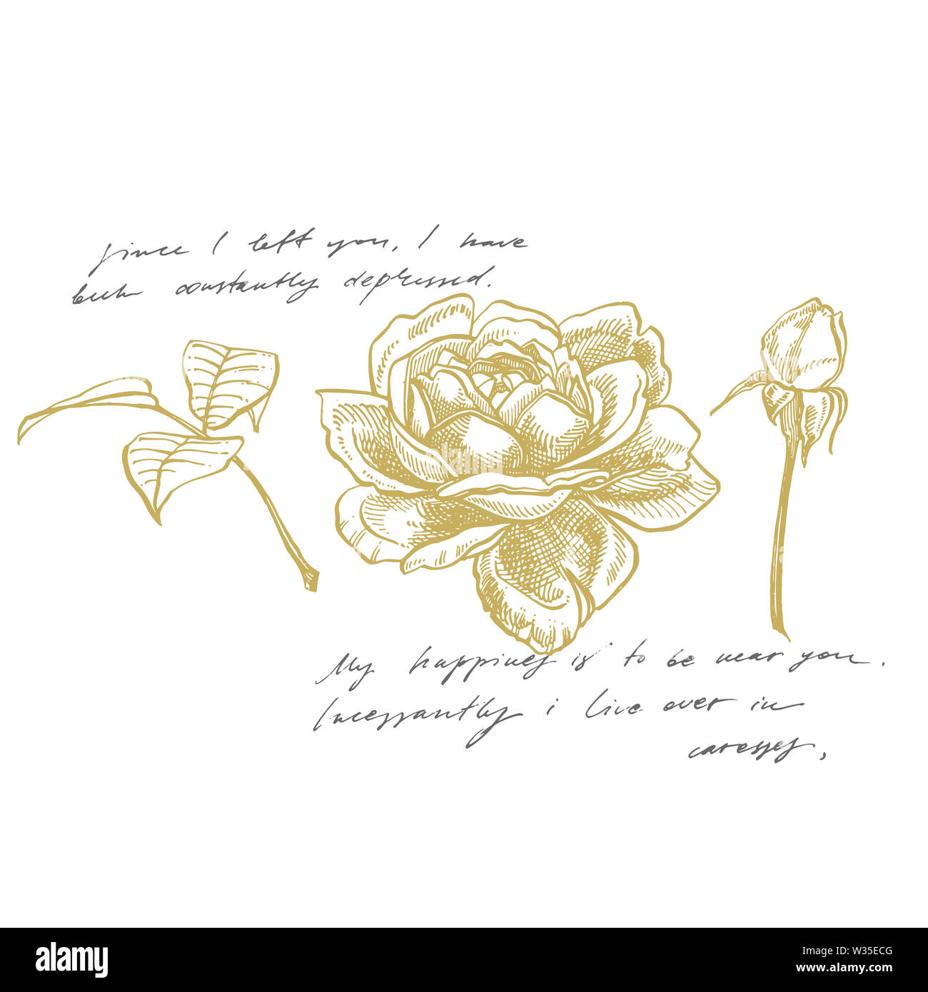 Roses. Hand drawn flower set illustrations. Botanical plant ...