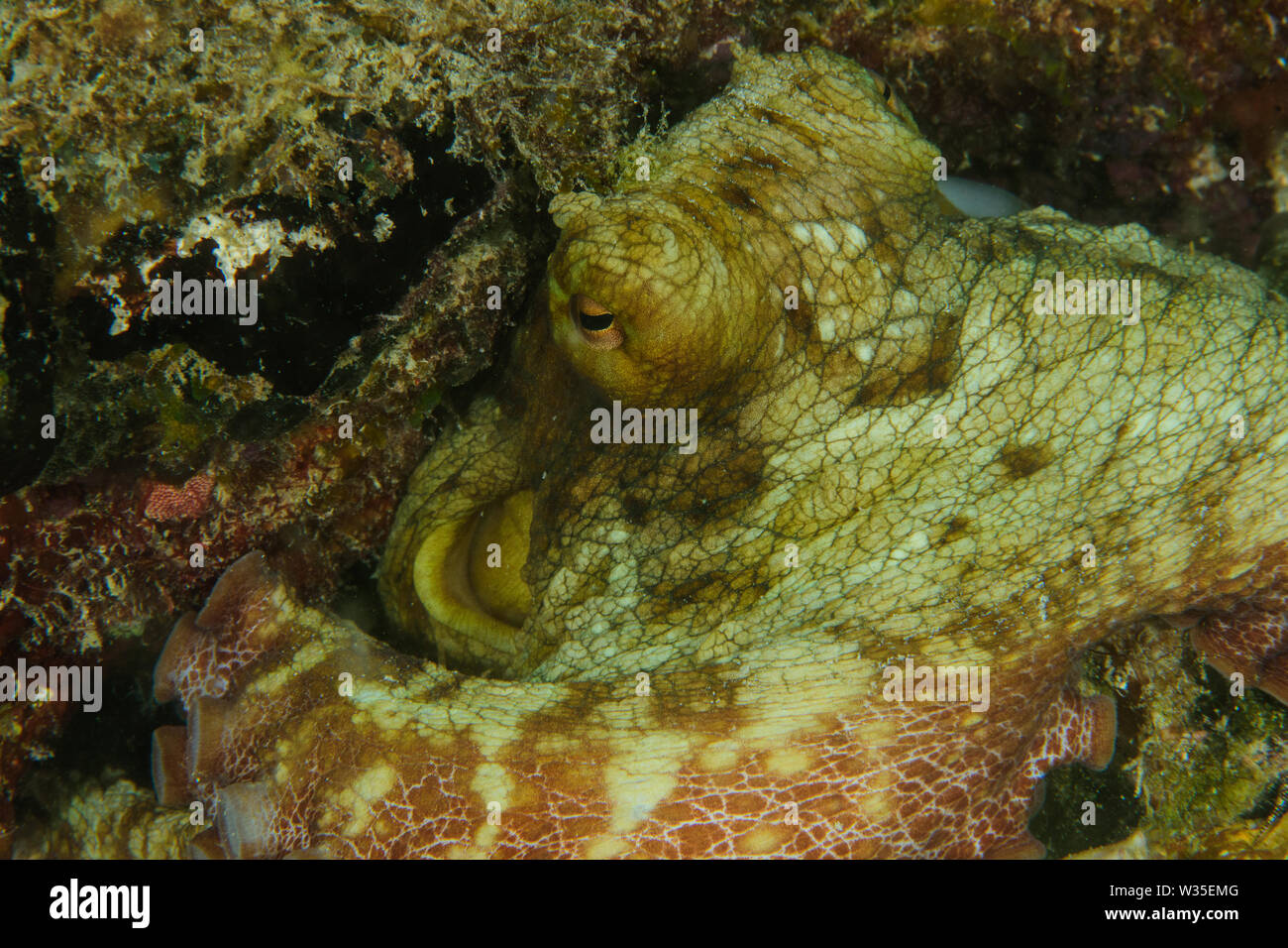 Common octopus octopus vulgaris on coral reef Stock Photo - Alamy