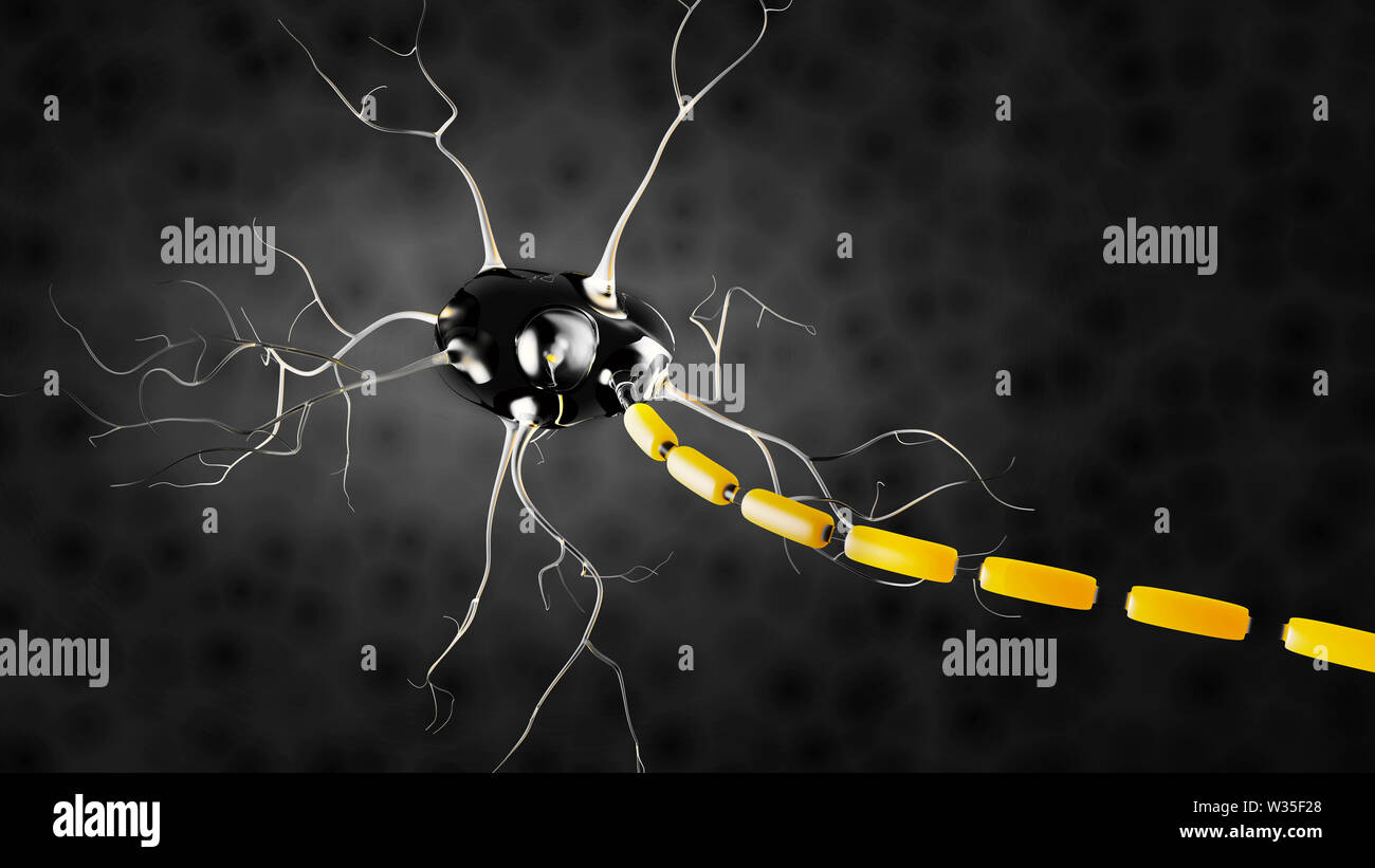 3d Illustration of Neuron anatomy, infographic Stock Photo - Alamy