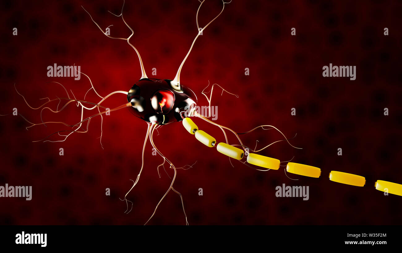 3d Illustration of Neuron anatomy, infographic Stock Photo - Alamy