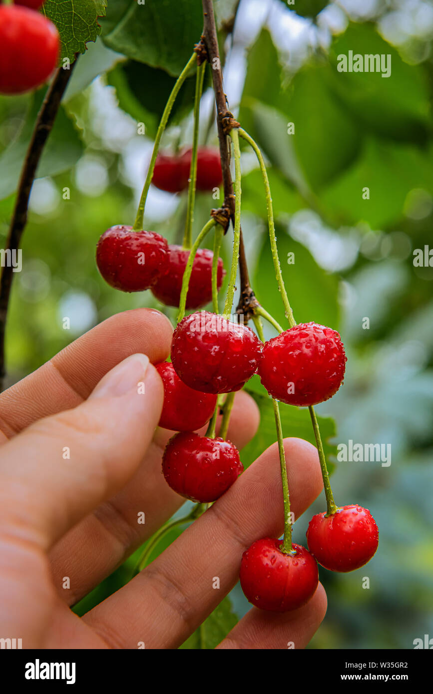 Vertical image of bunch of few fresh ripe organic red cherries on tree ...