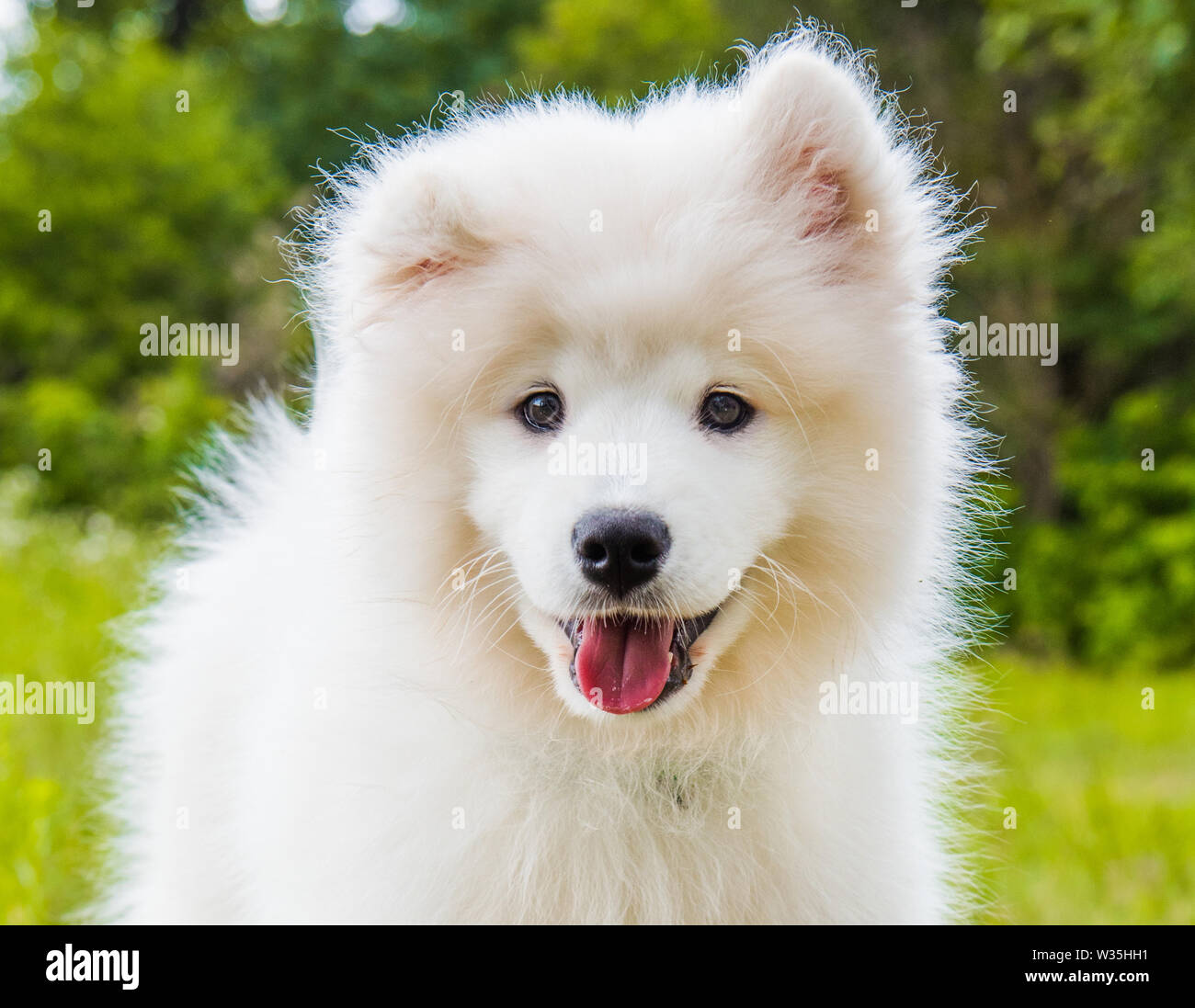 Funny Samoyed puppy dog muzzle in the garden on the green grass Stock ...