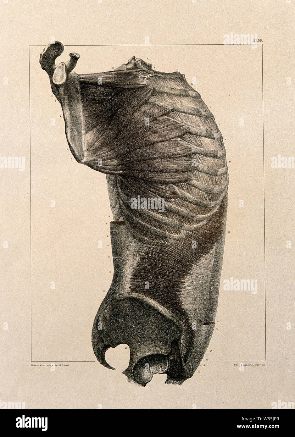 Male body anatomy muscles skeleton hi-res stock photography and images ...