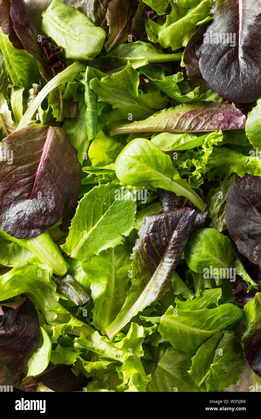 Raw Green Organic Baby Spring Lettuce in a Bowl Stock Photo - Alamy