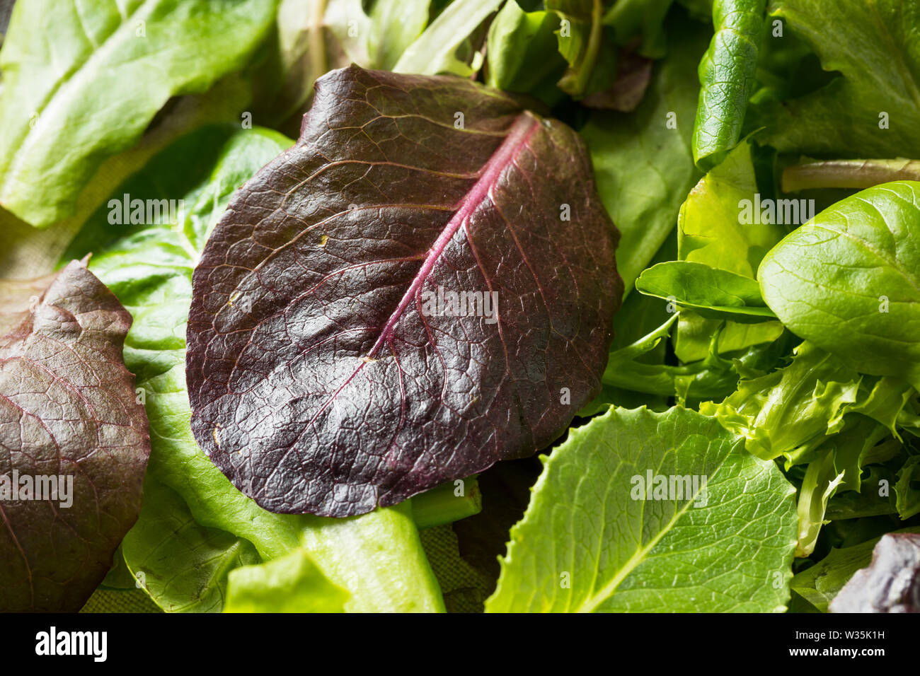 Raw Green Organic Baby Spring Lettuce in a Bowl Stock Photo - Alamy