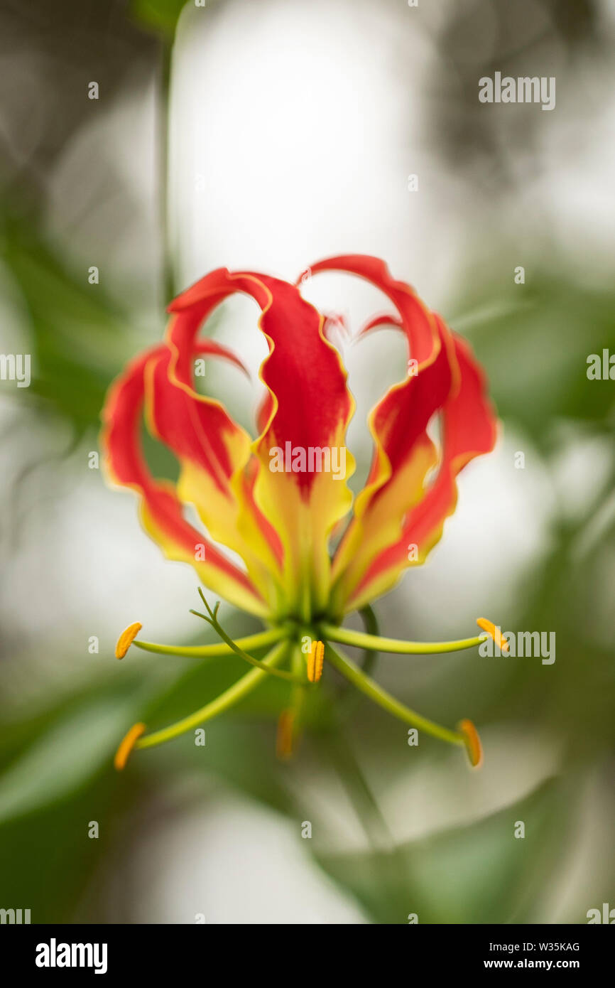 Gloriosa superba hi-res stock photography and images - Alamy