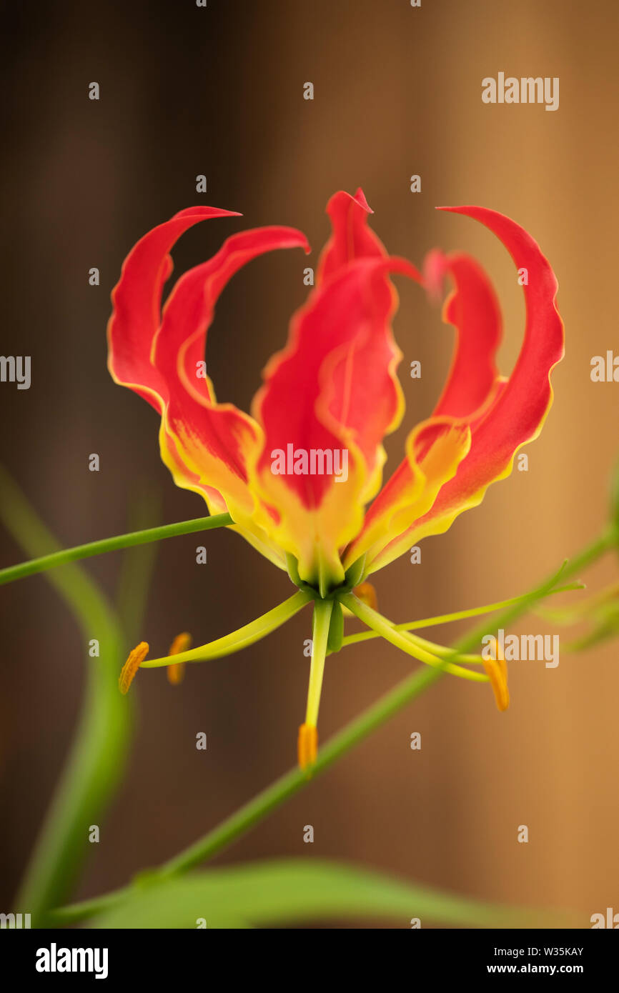 Gloriosa superba lily, a tropical flower native to Africa and Asia ...