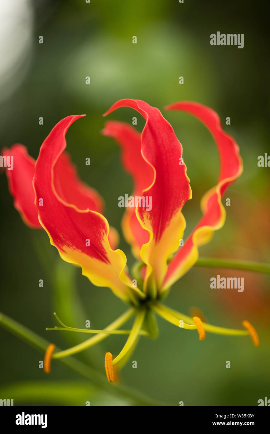 Flame lily gloriosa superba hi-res stock photography and images - Alamy