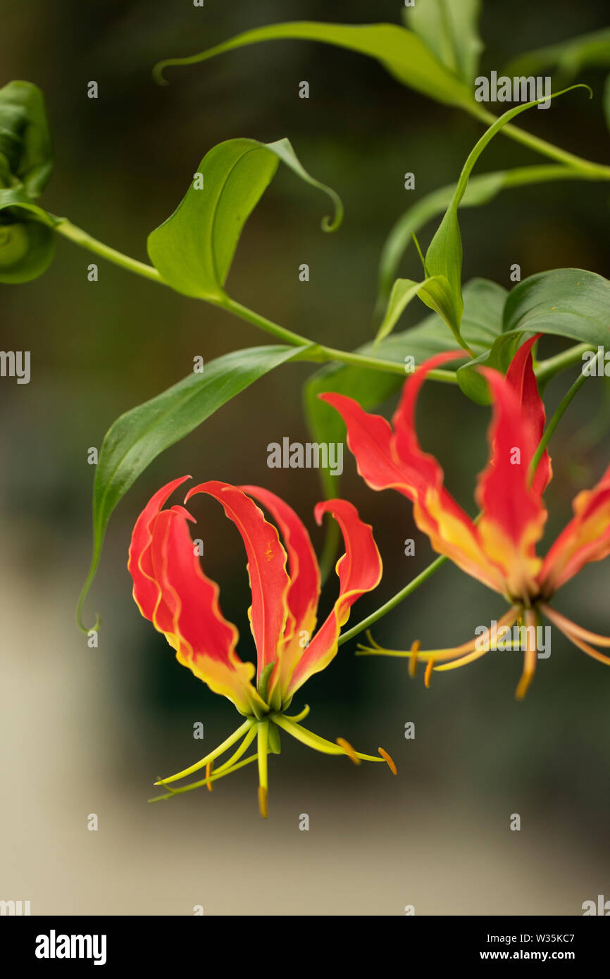 Gloriosa superba lily, a tropical flower native to Africa and Asia ...