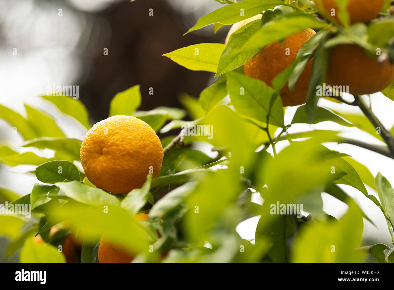 Sour orange hi-res stock photography and images - Alamy