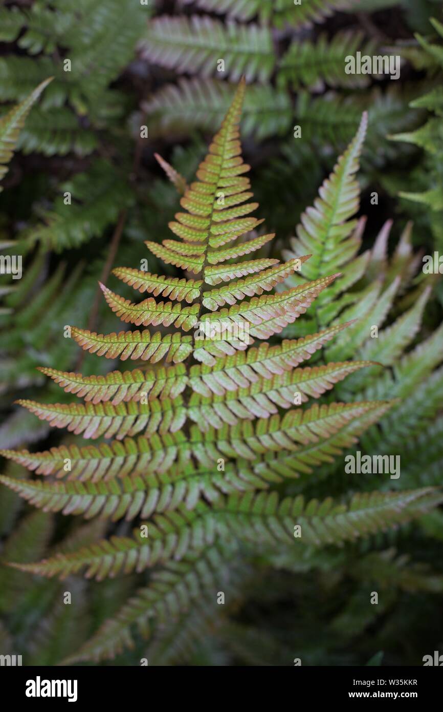 Shield Ferns High Resolution Stock Photography and Images - Alamy