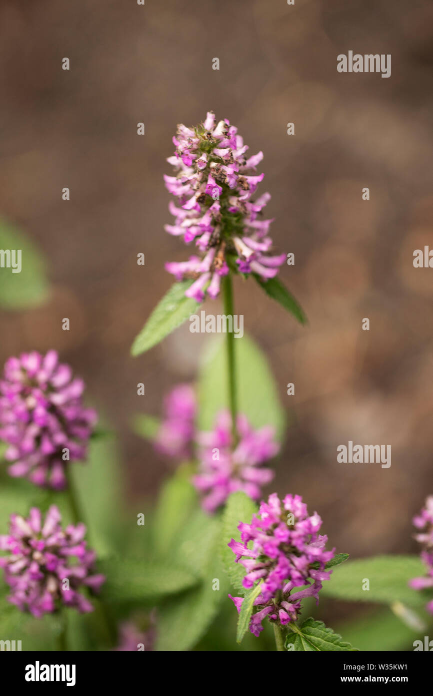 Alpine betony flowers hi-res stock photography and images - Alamy