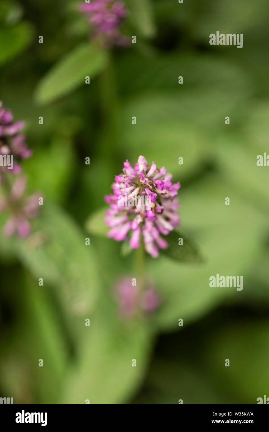 Monieri hi-res stock photography and images - Alamy