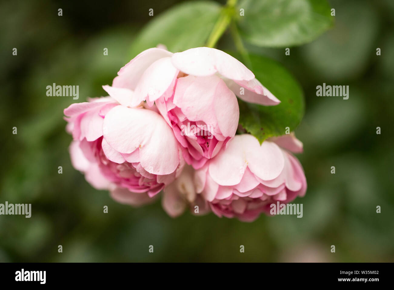 Pink Jasmina climbing roses, blooming in the summer Stock Photo - Alamy