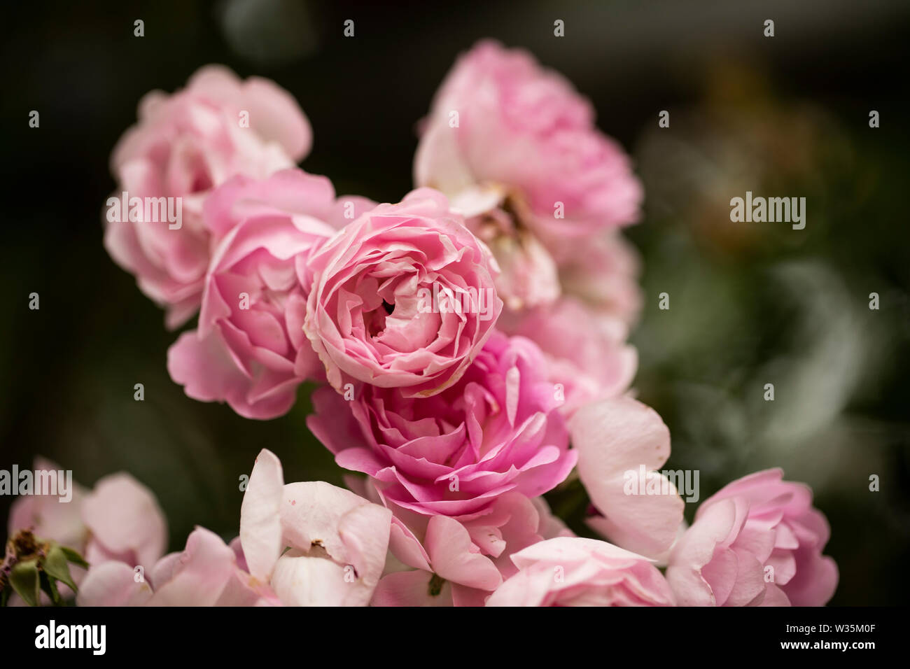 Pink Jasmina climbing roses, blooming in the summer Stock Photo - Alamy