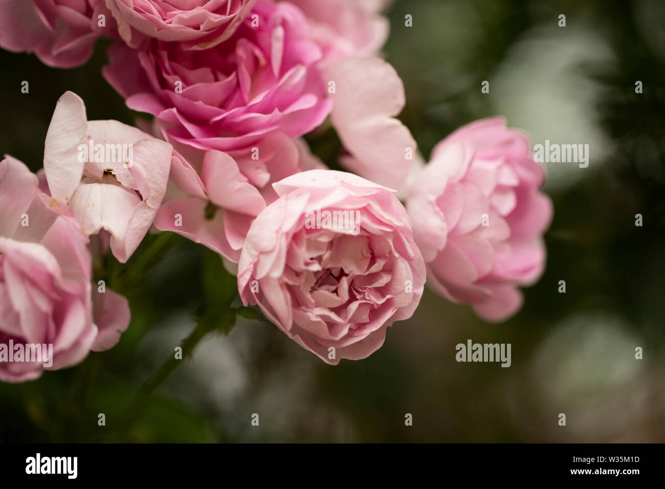 Pink Jasmina climbing roses, blooming in the summer Stock Photo - Alamy