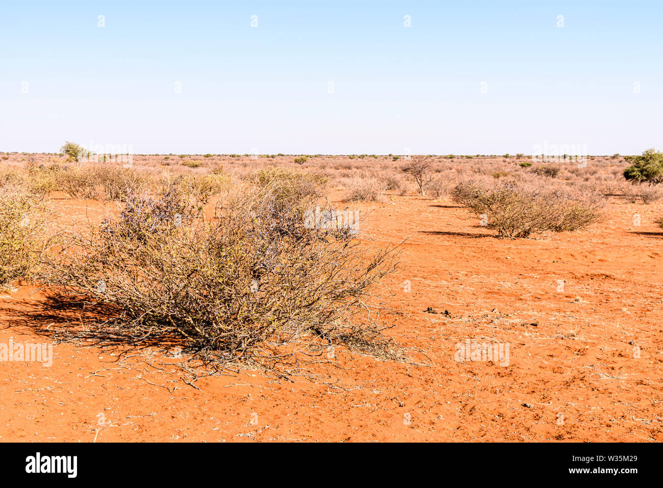Dry grass with small trees and shrubs in the Kalahari Desert, Namibia ...