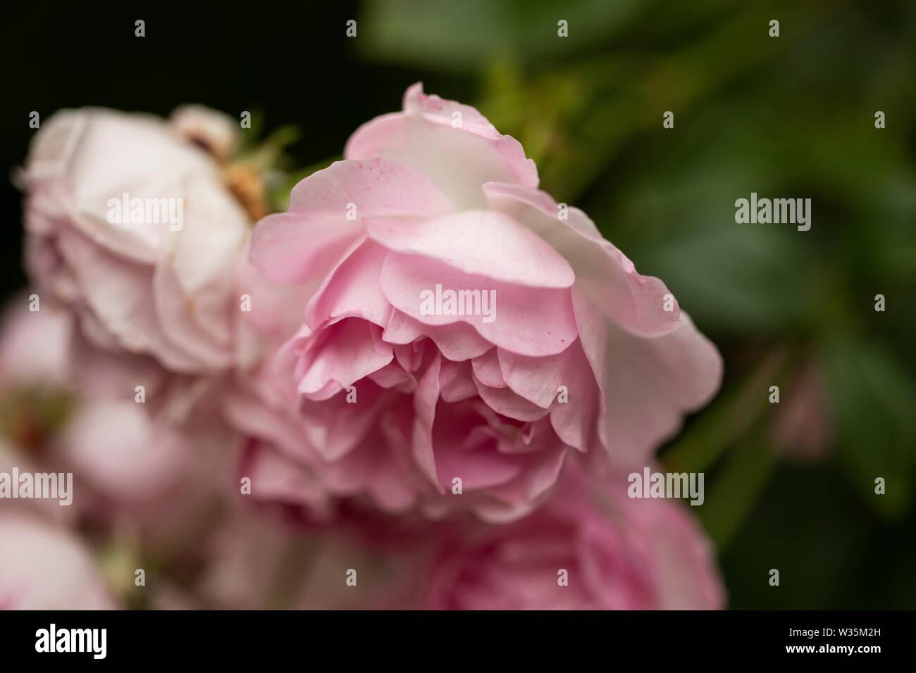 Pink Jasmina climbing roses, blooming in the summer Stock Photo - Alamy