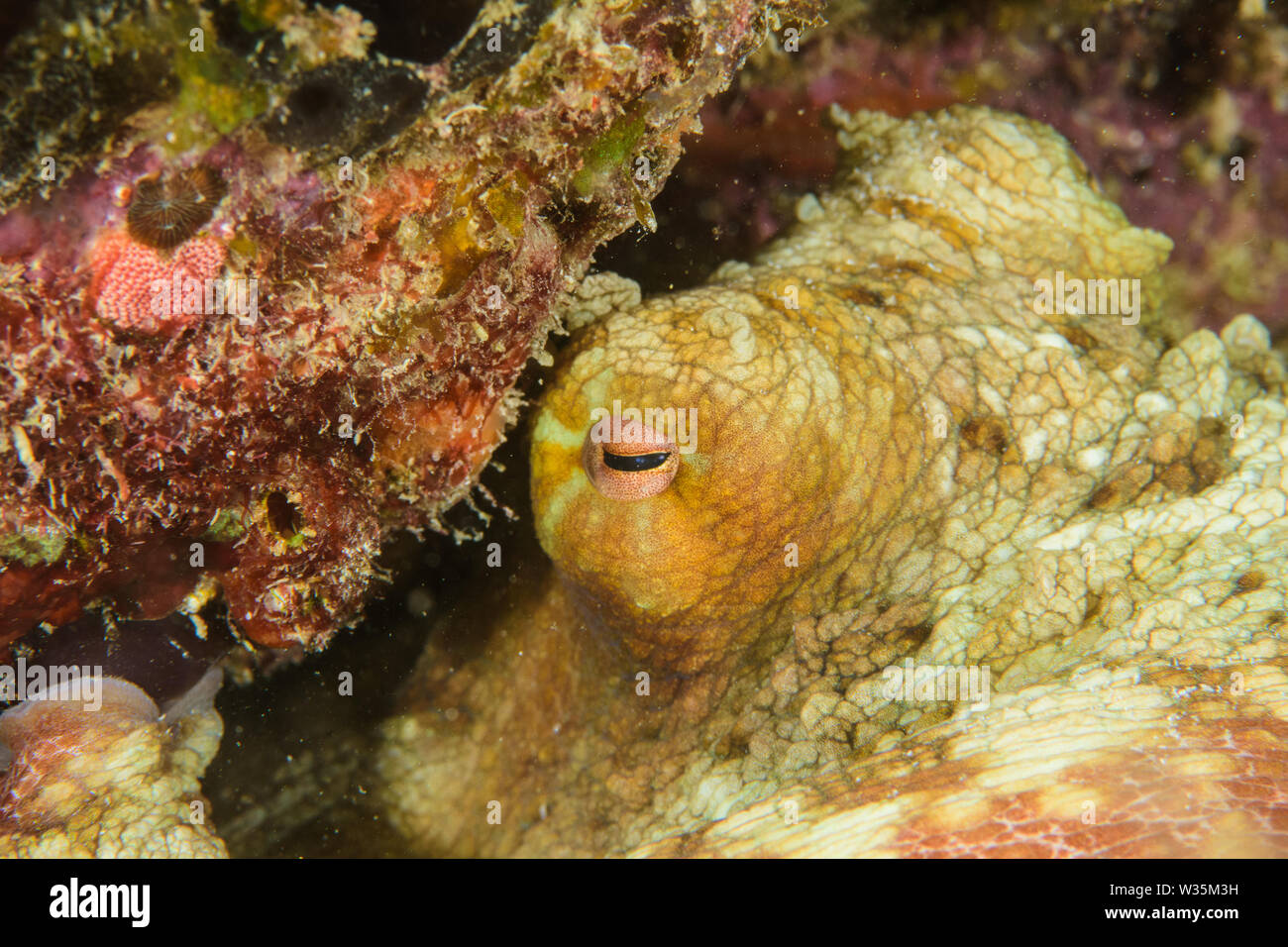 Common octopus octopus vulgaris on coral reef Stock Photo - Alamy