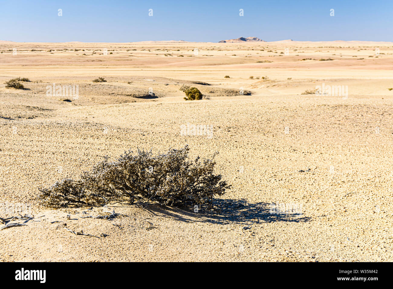 Dry grass with small trees and shrubs in the Namib-Nauklauft National ...