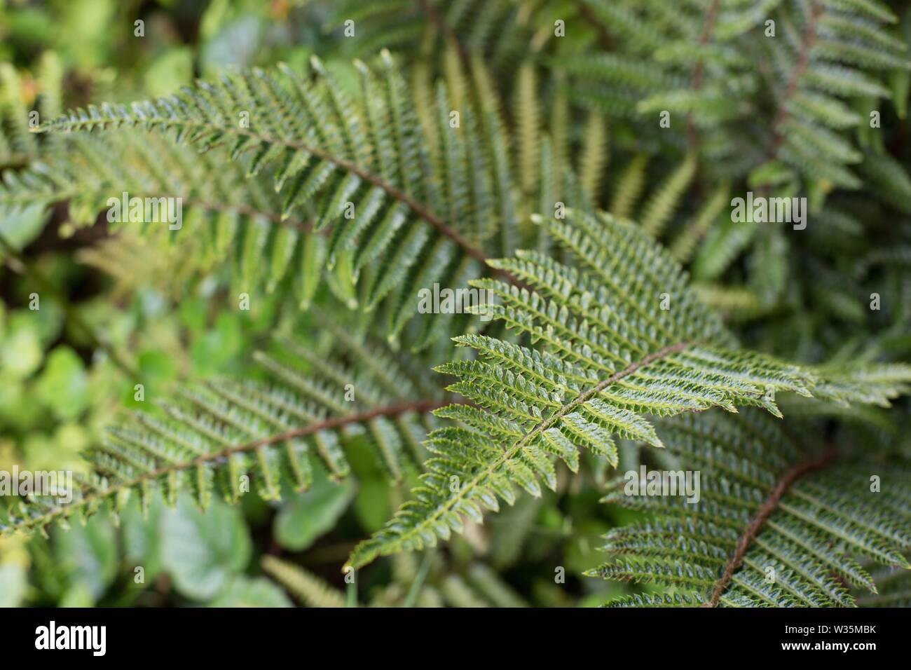Polystichum polyblepharum, the Japanese lace fern or tassel fern Stock ...