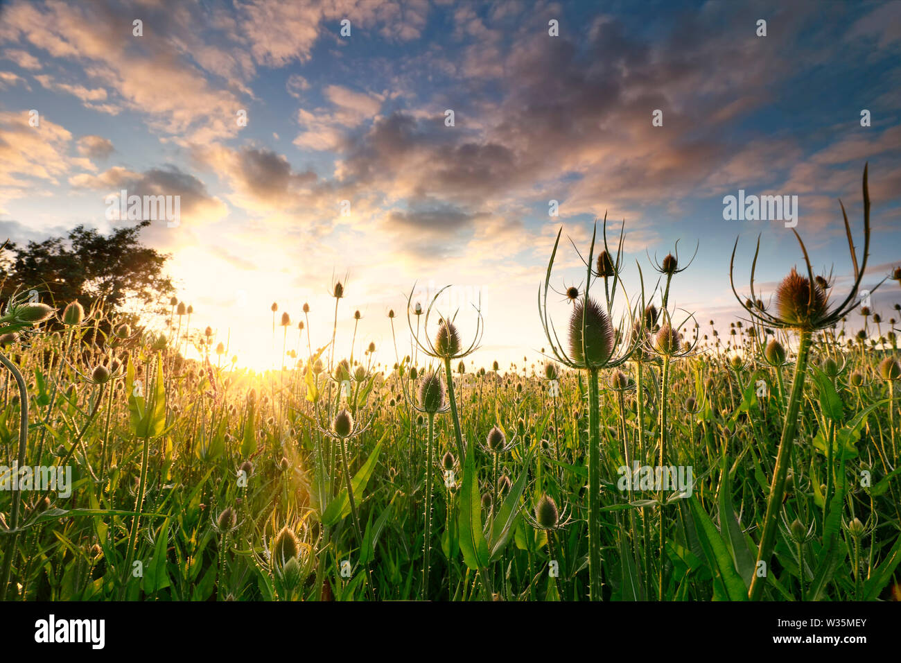 Teasel sunrise hi-res stock photography and images - Alamy