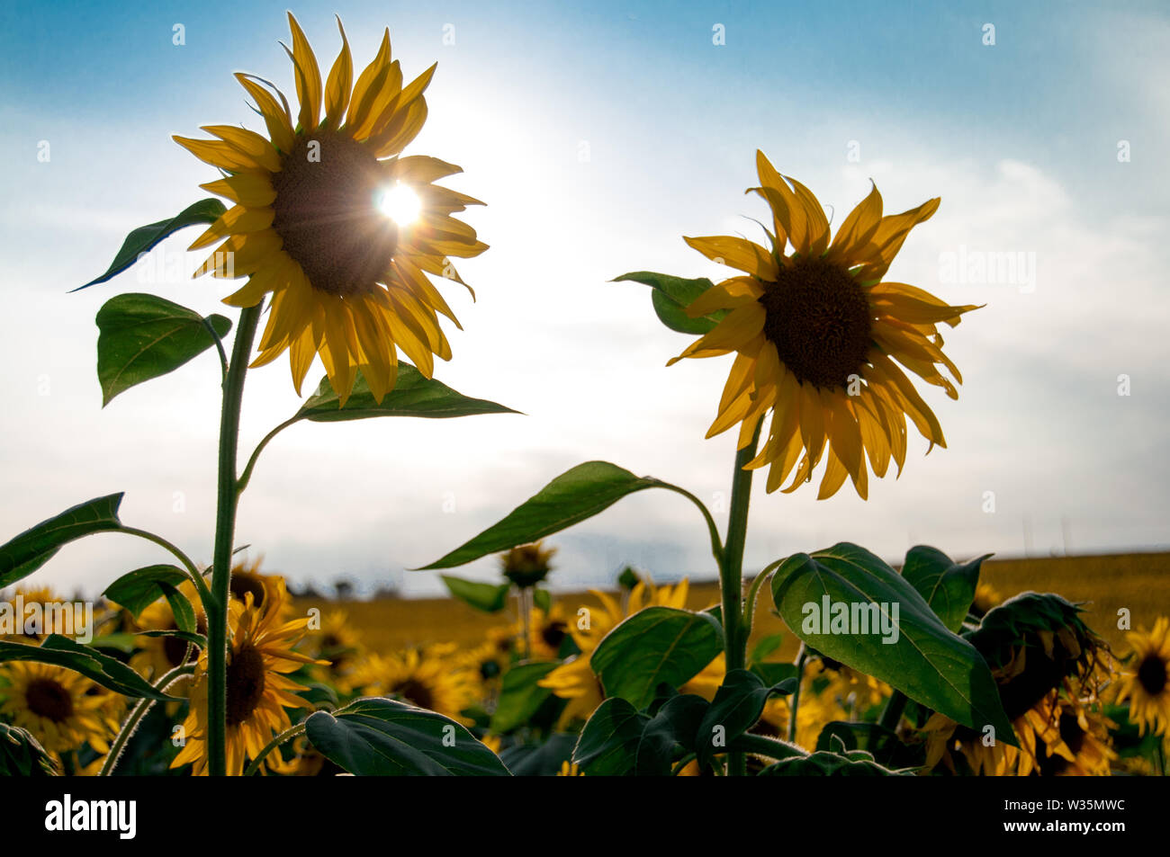 two sunflowers with the sun behind them which stand out on a big fields ...