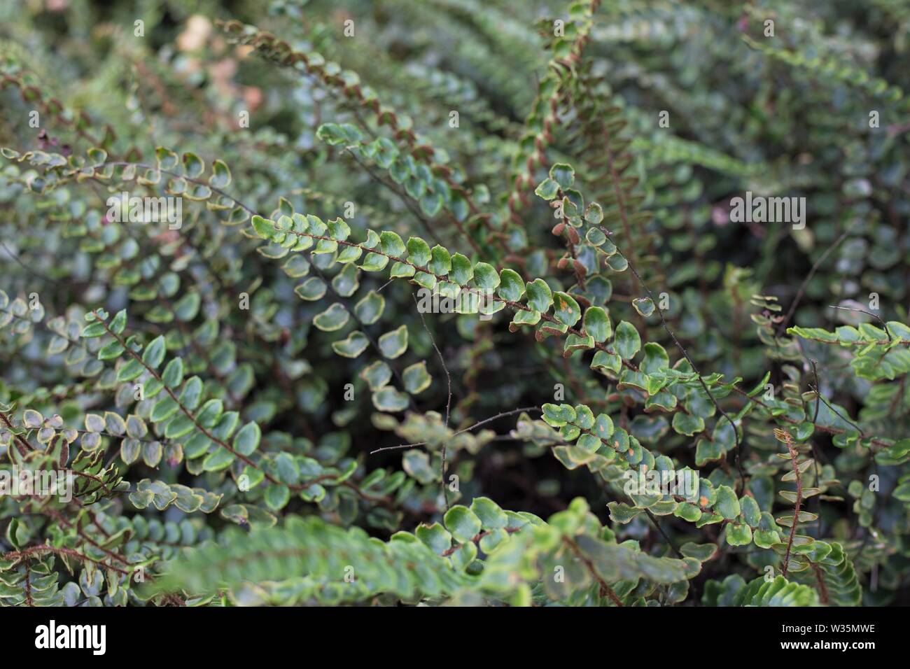 Pellaea falcata 'Sickle Fern', close up Stock Photo - Alamy