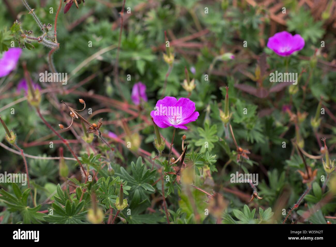 Geranium sanguineum 'Bloody Cranesbill' flowers Stock Photo - Alamy