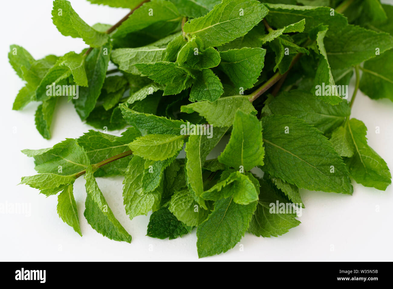 Freshly harvested organic mint. White background, isolated, high ...