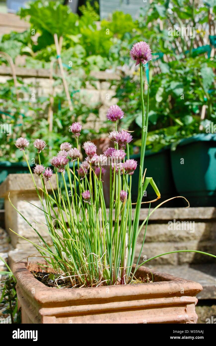 Chives in a terracotta pot, cottage garden, Devon Stock Photo - Alamy