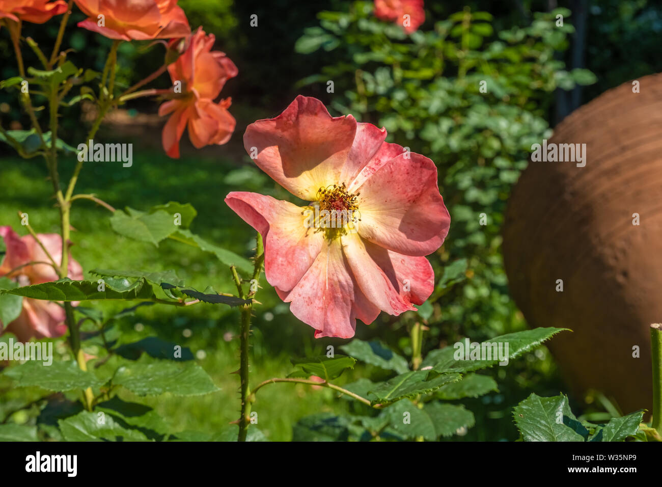 Gorgeous late spring bloom in a garden in Plovdiv, Bulgaria Stock Photo ...
