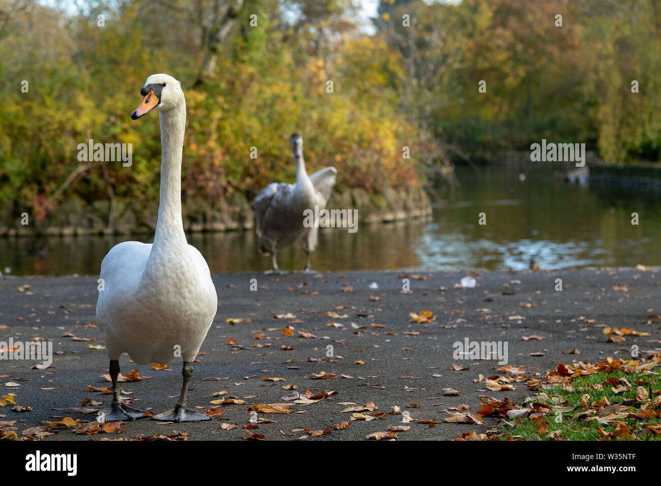 Ropner park hi-res stock photography and images - Alamy