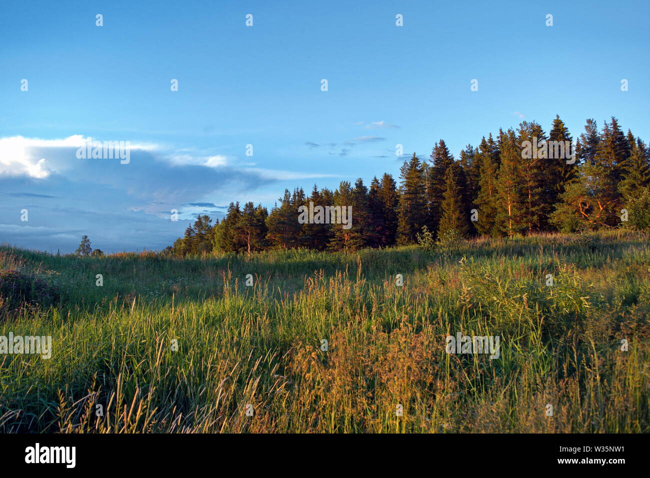 Summer meadow landscape with green grass and wild flowers on the ...