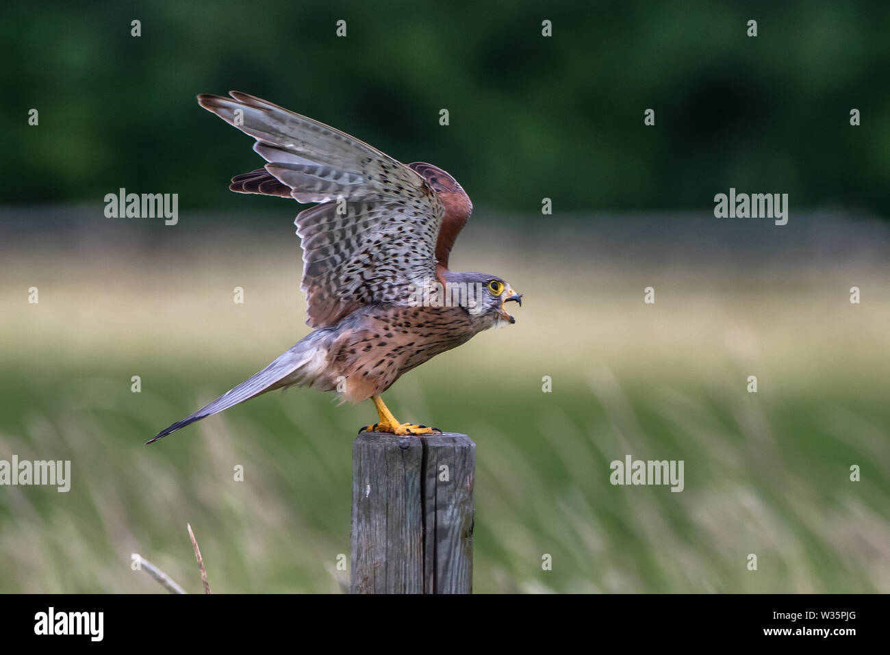 Male kestrel hi-res stock photography and images - Alamy