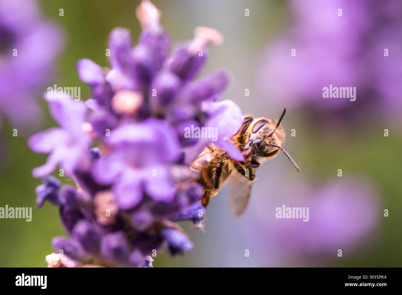 During sunshine hi-res stock photography and images - Alamy