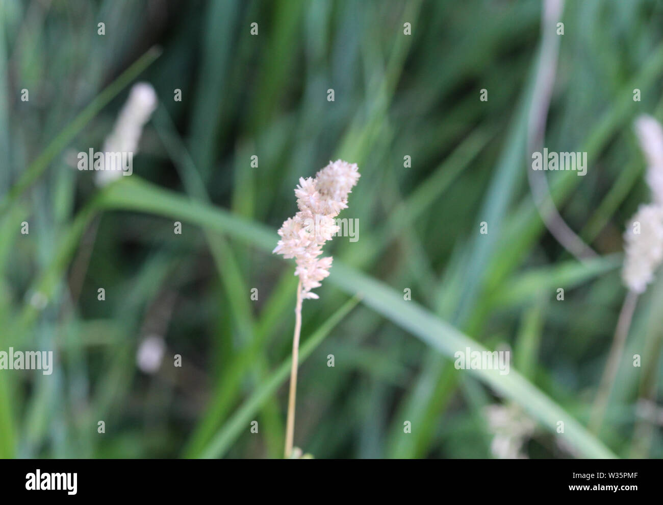 close up of Holcus lanatus, common names include Yorkshire fog, tufted ...