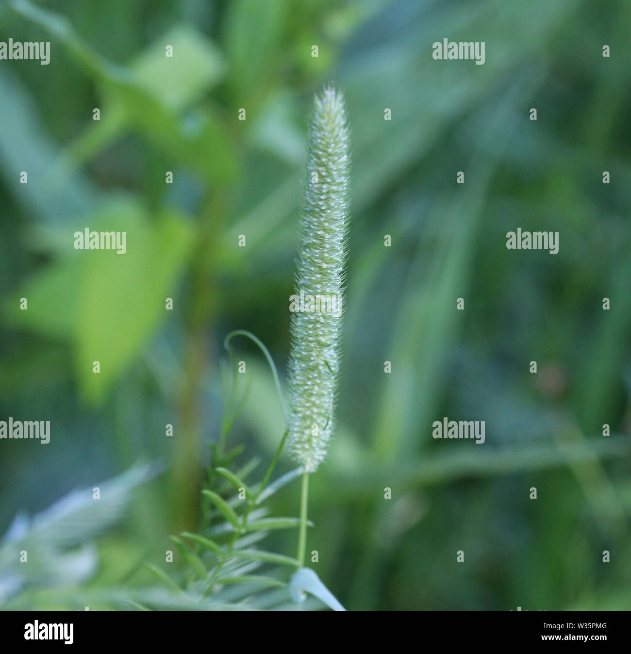 Common timothy grass hi-res stock photography and images - Alamy