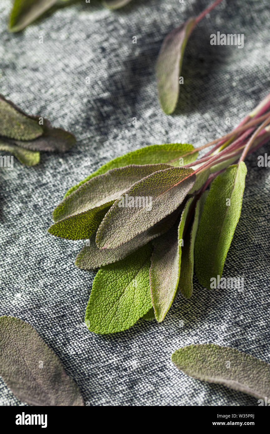 Raw Organic Purple Sage in a Bunch Stock Photo - Alamy