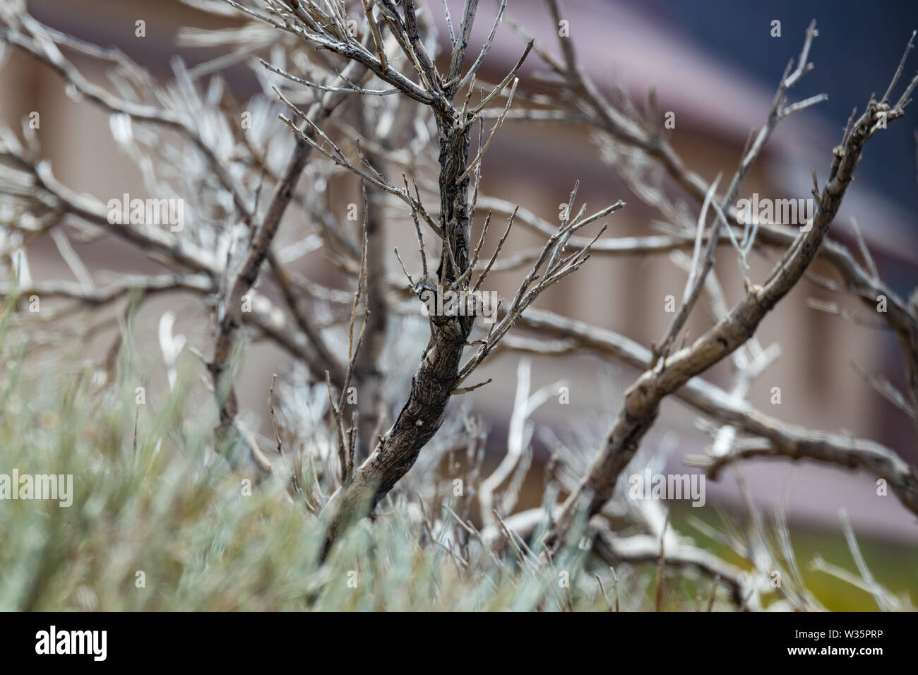 Close up dry branch tree. Abstract close up detail of a small tree ...
