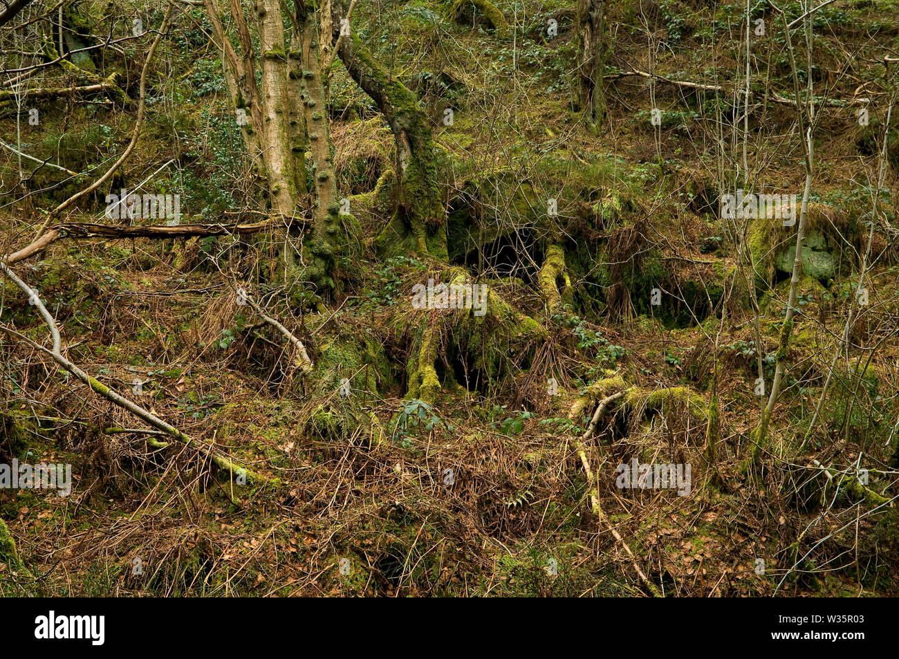 English ivy pine trees hi-res stock photography and images - Alamy