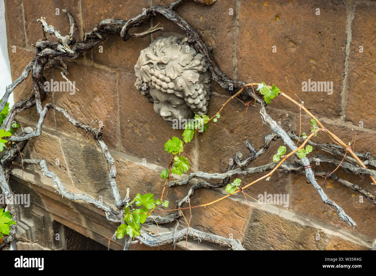 Vine Tree Branches High Resolution Stock Photography and Images - Alamy