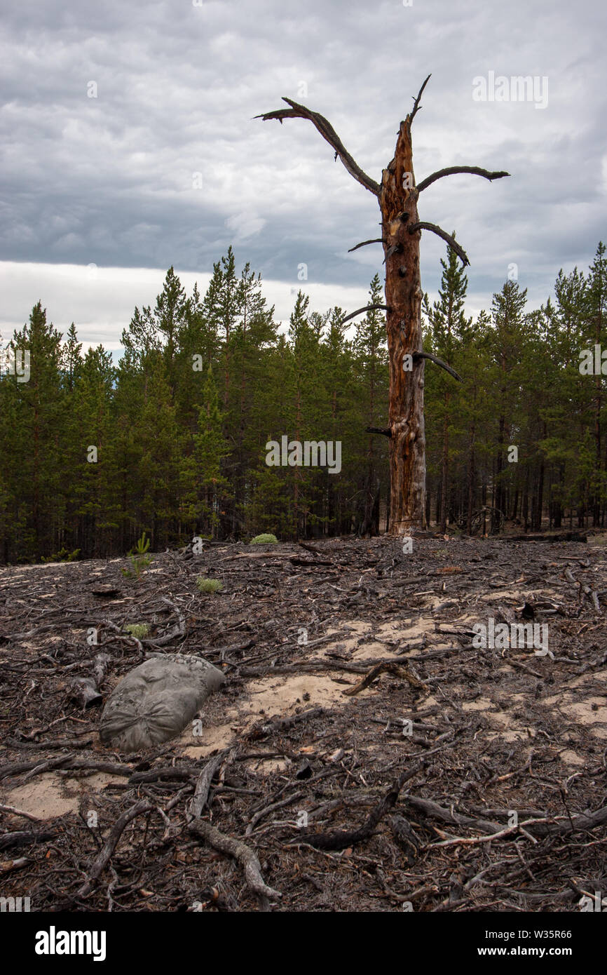 Old dry tree on the background of green coniferous forest. Lying around ...
