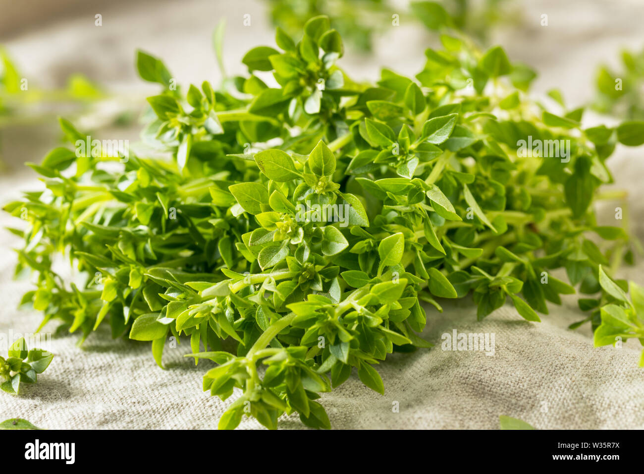 Greek basil herb fresh leaf plant pot hi-res stock photography and ...