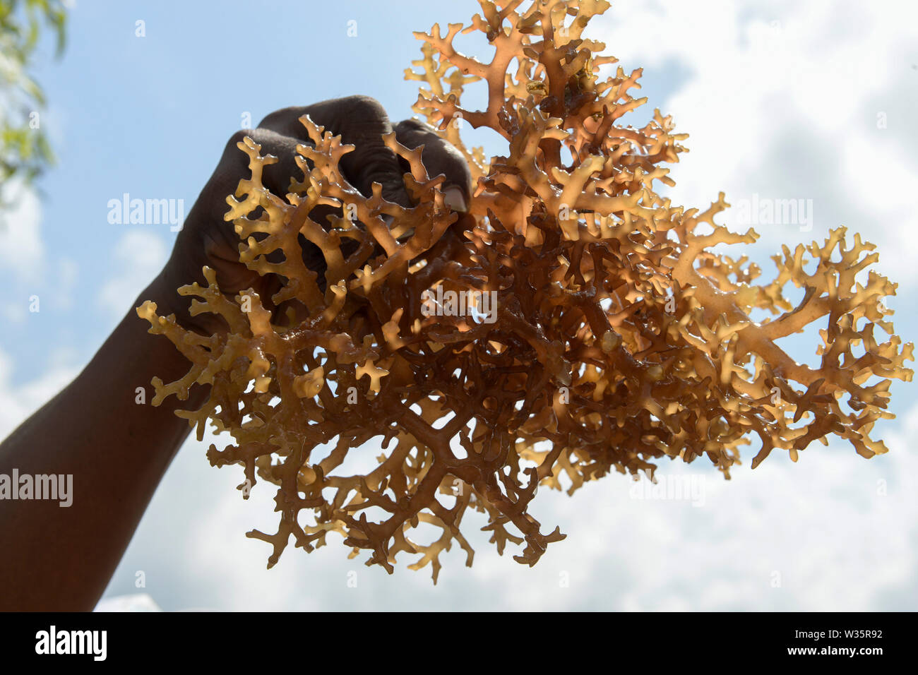 TANZANIA, Zanzibar, village Muungoni, due to climate change and rising ...