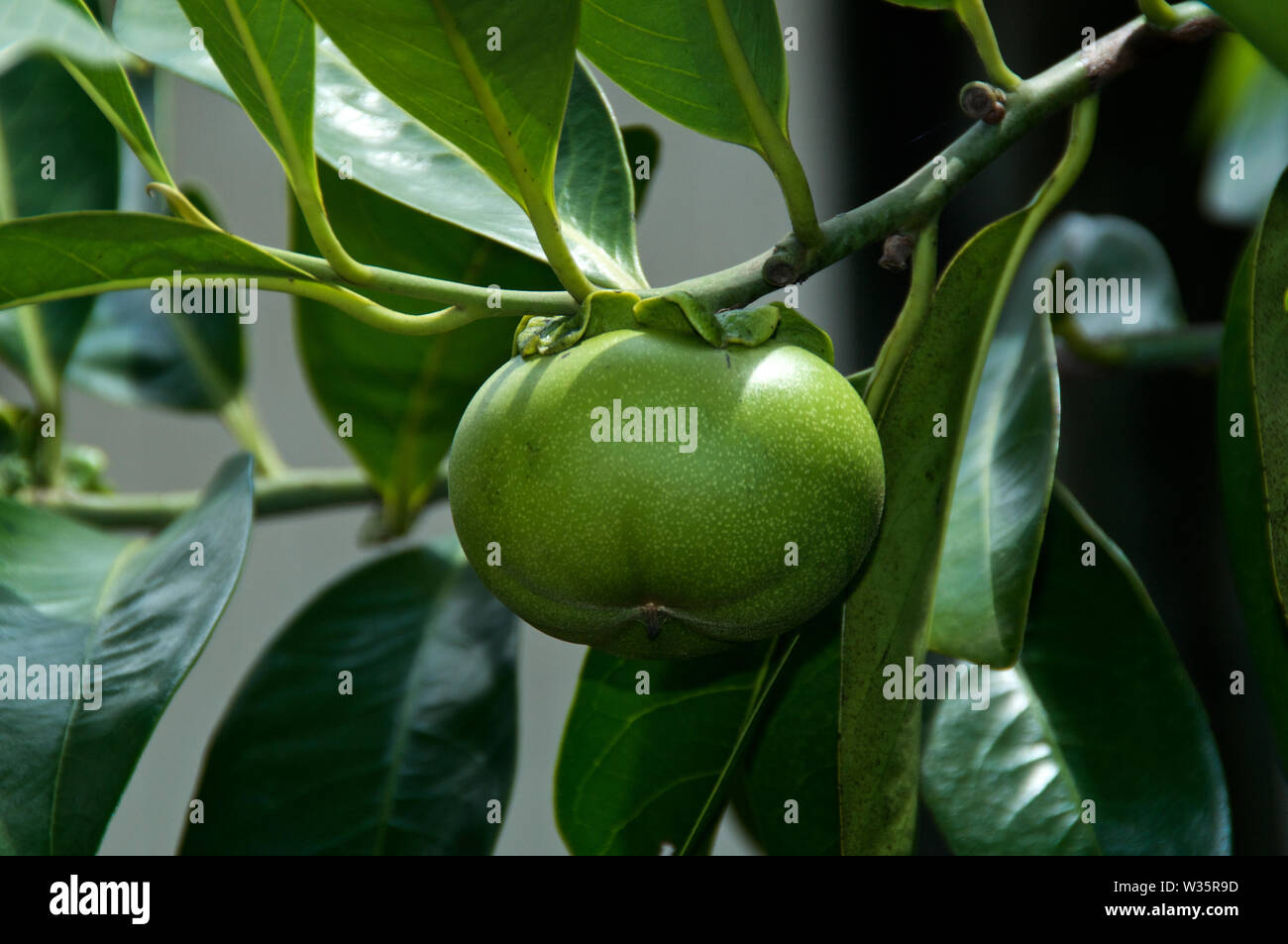 Manchineel tree hippomane mancinella hi-res stock photography and ...