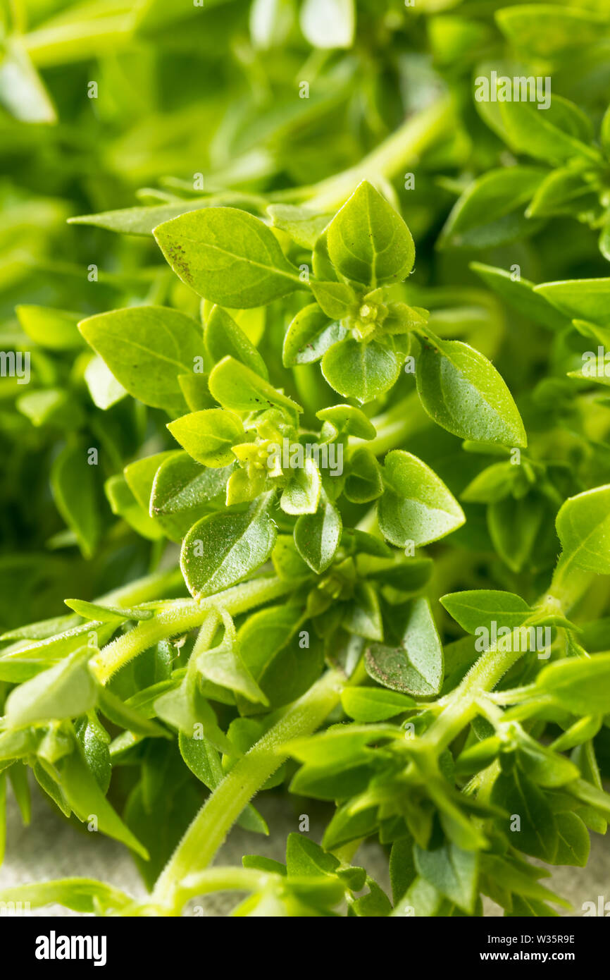 Greek basil hi-res stock photography and images - Alamy