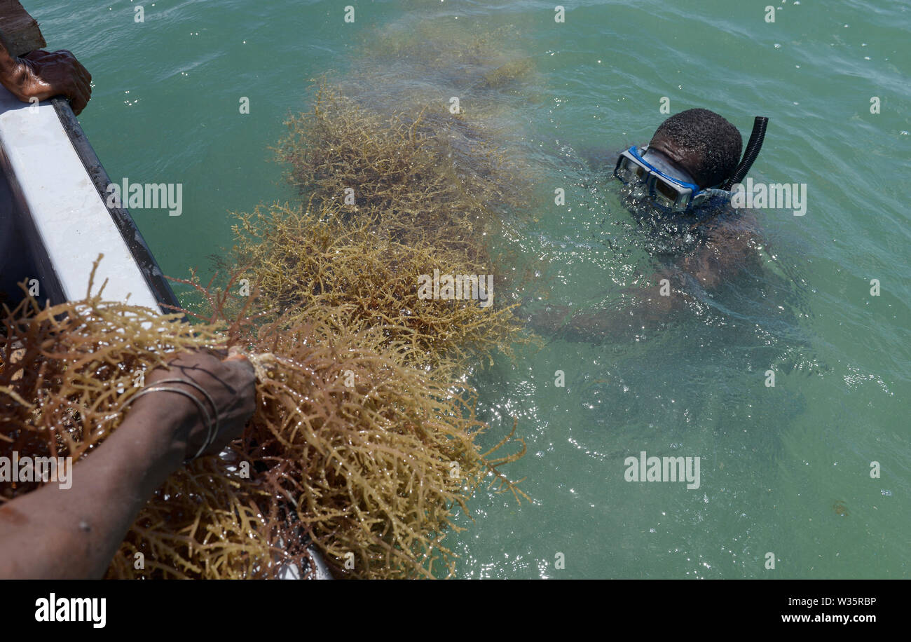 TANZANIA, Zanzibar, village Muungoni, due to climate change and rising ...