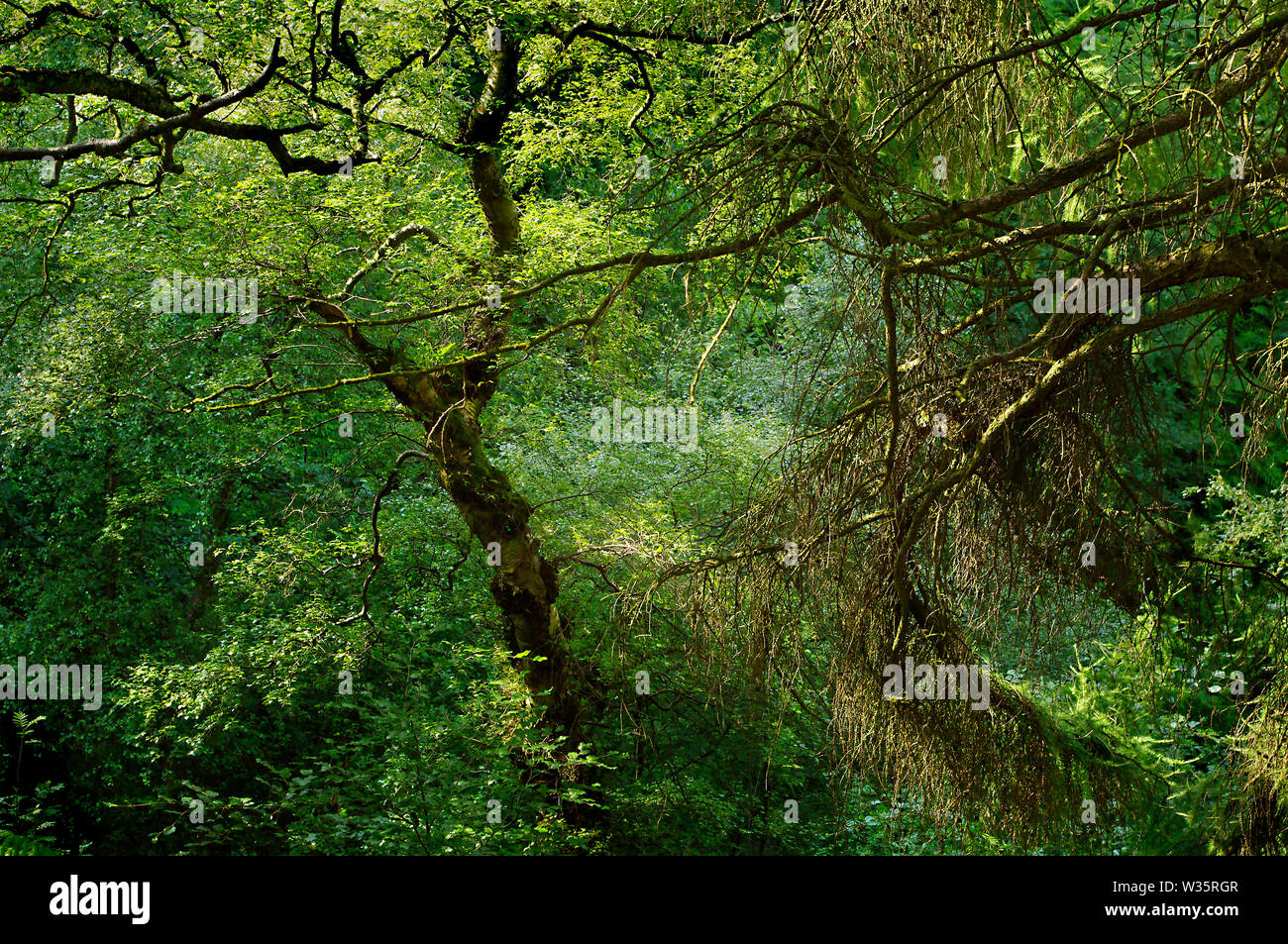 Overhanging deciduous trees hi-res stock photography and images - Alamy